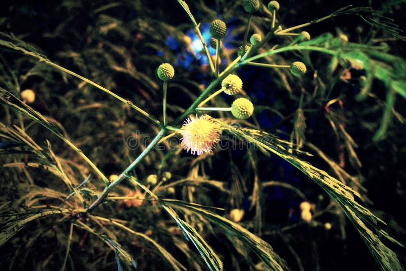 Moon flower stock photo. Image of moon, flower, beautiful - 43443078