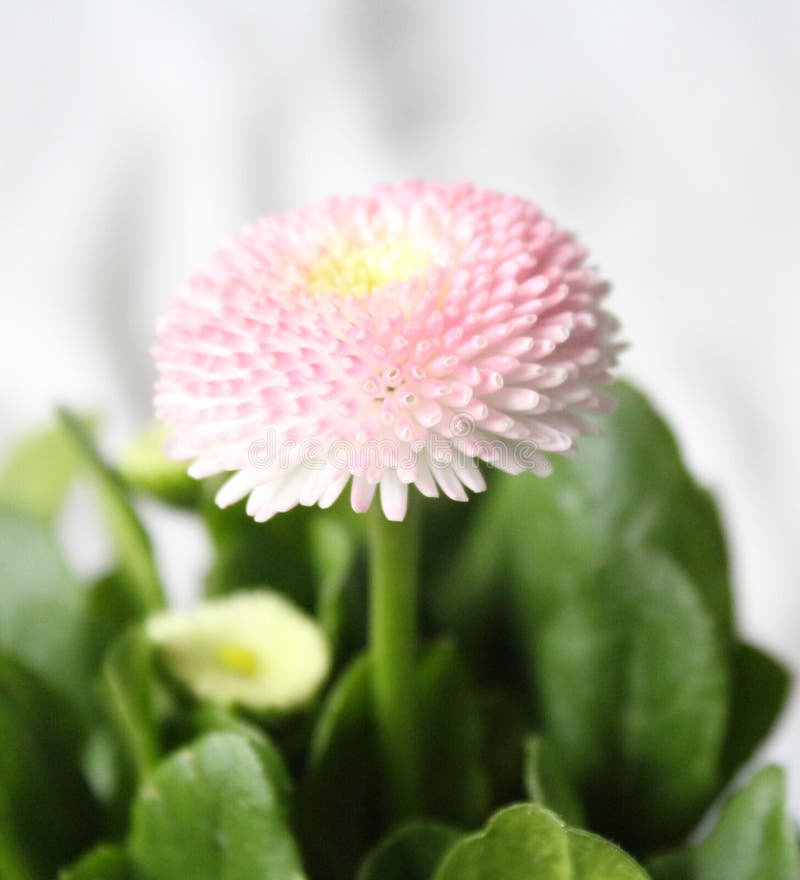 19,561 Moon Flower Stock Photos - Free & Royalty-Free Stock Photos from ...