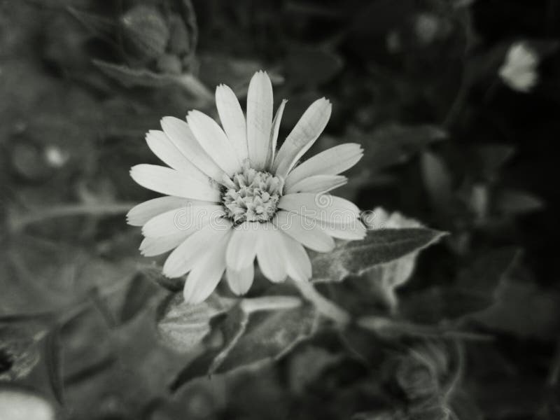 Flower stock photo. Image of moonflower, plants, monomood - 116796952