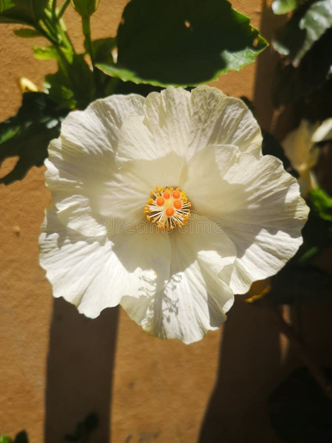 Moon Flower Flora De Moon White Stock Photo - Image of blossom ...