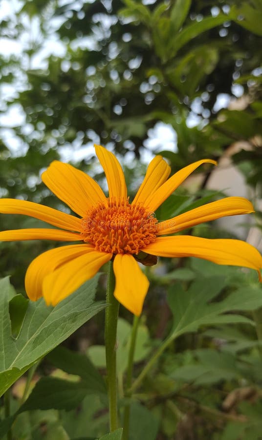 Moon Flower in Full Bloom on a Sunny Morning Stock Photo - Image of ...