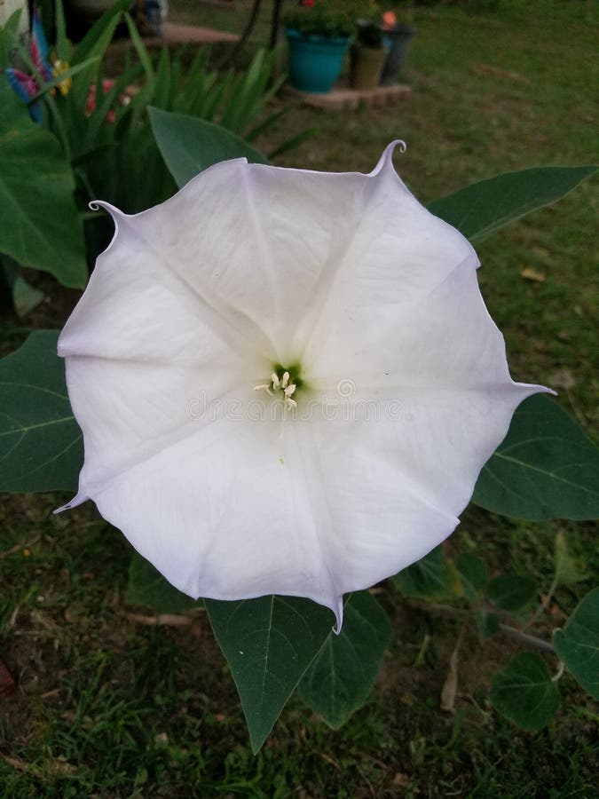 Moon Flower stock image. Image of plant, bloom, flower - 121732537