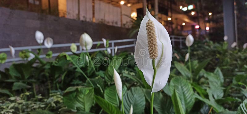 Moon flower at night stock photo. Image of nature, flower - 251210504