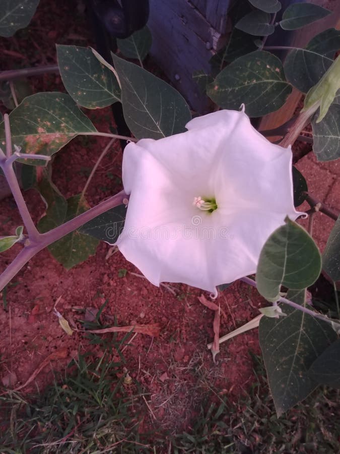 Moon flower stock photo. Image of night, flower, vine - 157704960