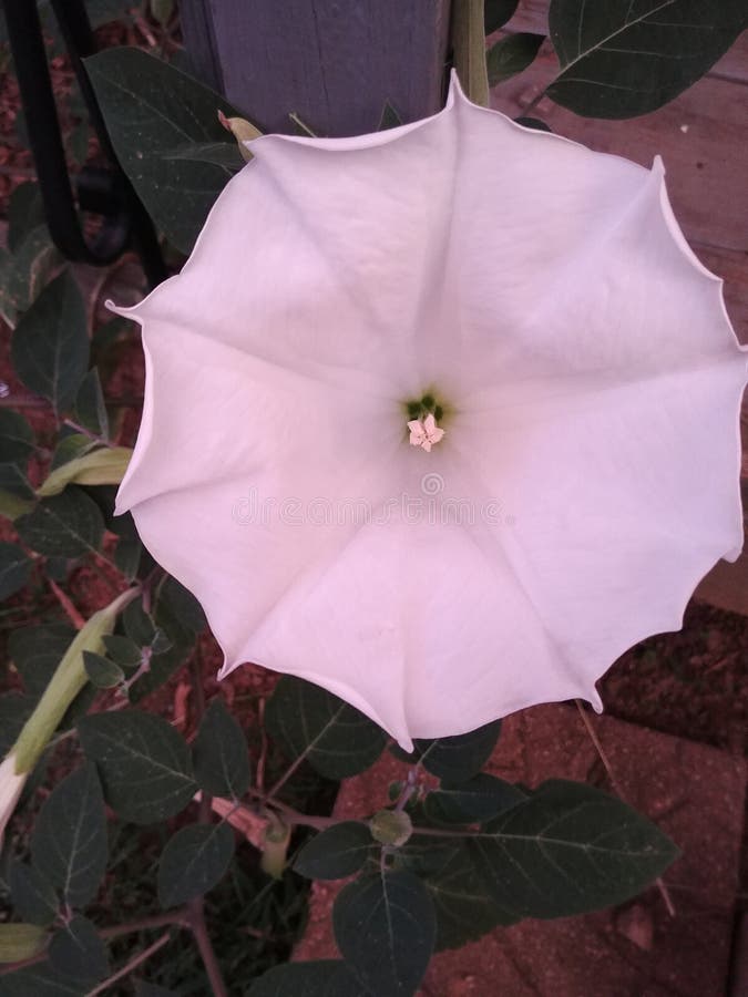 Moon flower stock photo. Image of moon, flower, vine - 157705032