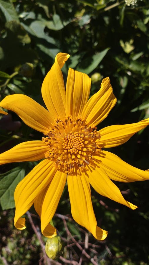 Moon Flower or Paitan or Tithonia Stock Image - Image of farm, beauty ...