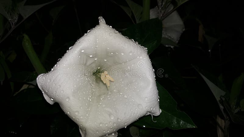 Moon Flower stock photo. Image of plant, flora, types - 95717508