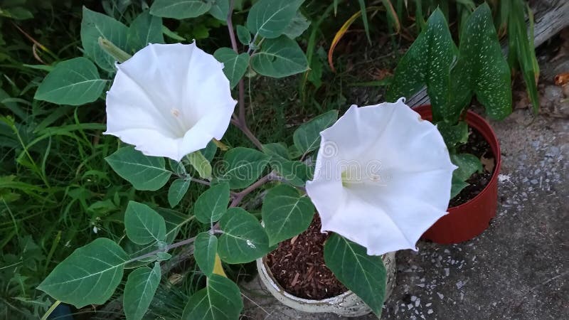 Moon flowers stock image. Image of garden, summer, gorgeous - 107763145