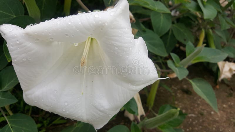 Moon Flowers stock image. Image of moon, datura, wildflower - 95722953