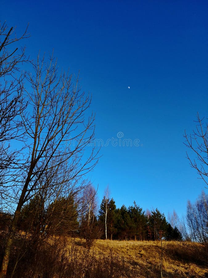The Moon in the Forest the Beauty of Nature Around Us Stock Image ...