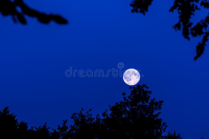 Moon in forest stock image. Image of dark, beautiful - 43841963