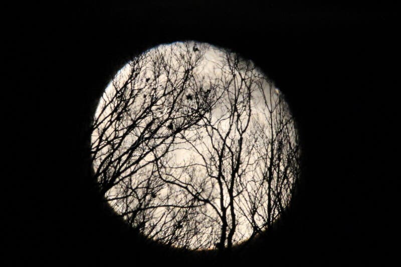 Moon behind trees stock image. Image of moonrise, hilltop - 261426149