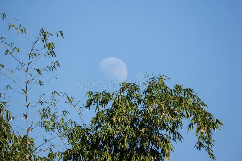 Moon and Green Leaf of Bamboo Tree Stock Photo - Image of forest ...