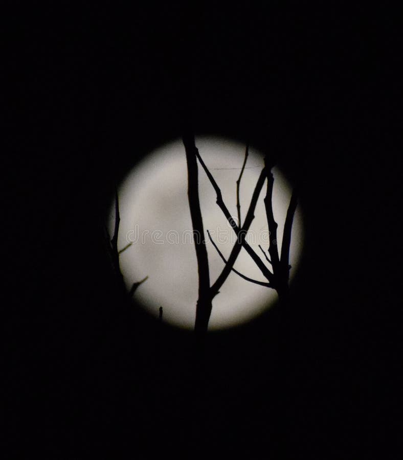 Moon Having Shadow of Leafless Trees during Dark Night Stock Image ...