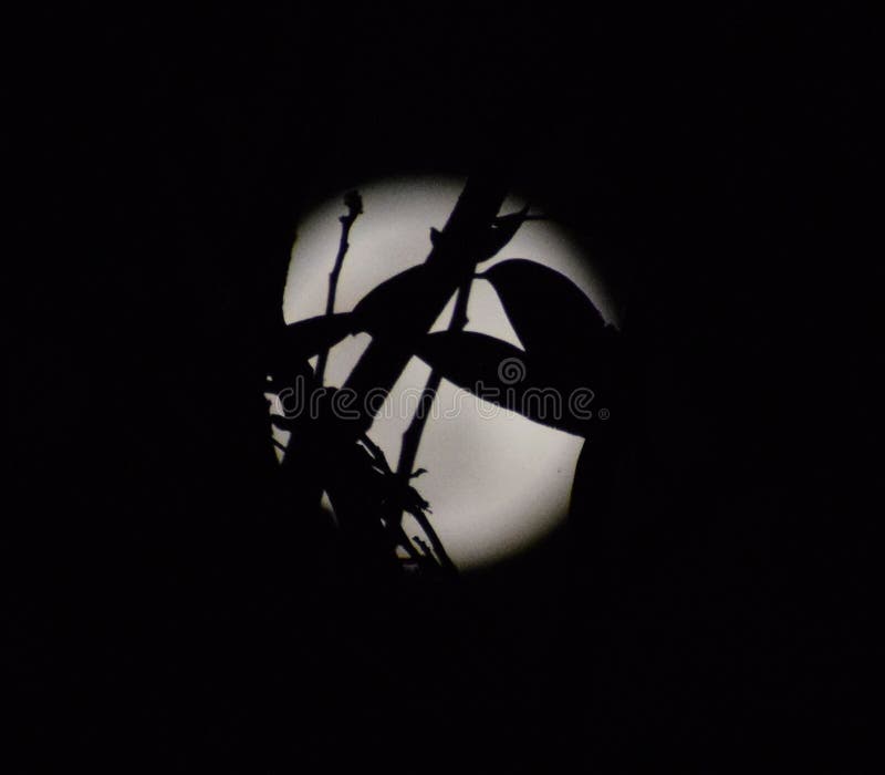 Moon Having Shadow of Leafless Trees during Dark Night Stock Image ...