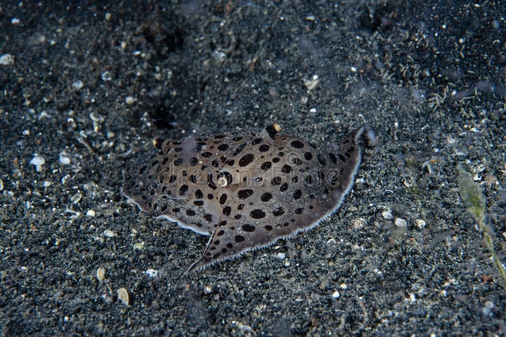 Moon-headed Sidegill Slug Euselenops Luniceps Stock Image - Image of ...