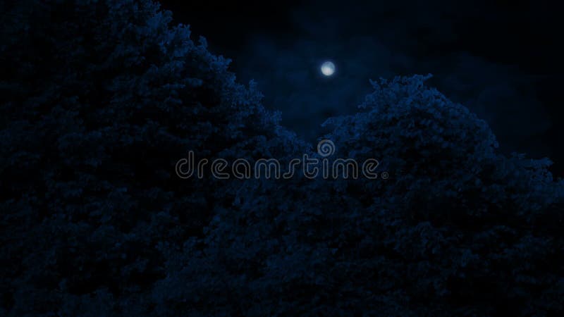 Moon Lights Tree Tops on Windy Night Stock Footage - Video of lunar ...