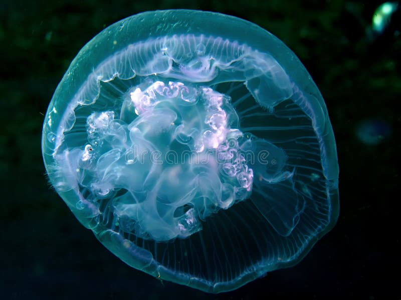 Moon jelly fish stock image. Image of jelly, fauna, jellyfish - 14893659