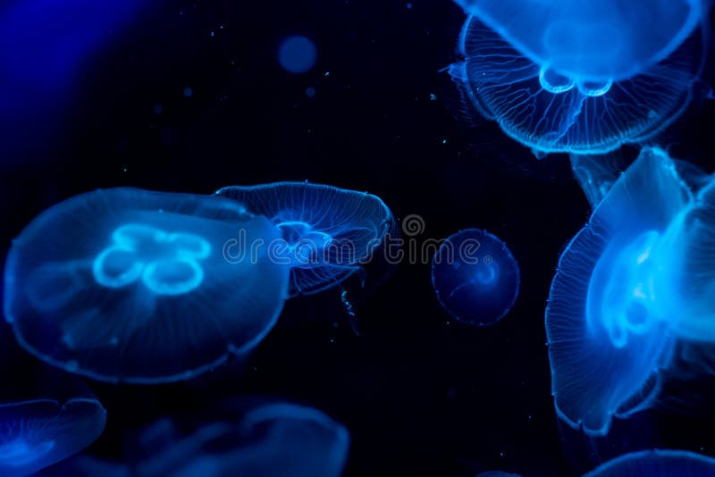 Moon Jellyfish Reproduction Photos - Free & Royalty-Free Stock Photos ...