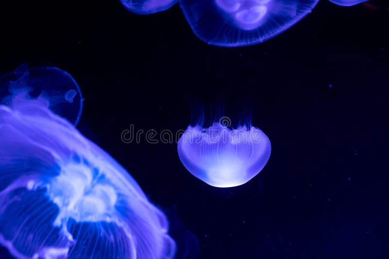 Moon Jellyfish Reproduction Stock Photos - Free & Royalty-Free Stock ...
