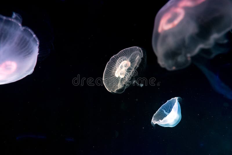 Moon Jellyfish Reproduction Stock Photos - Free & Royalty-Free Stock ...
