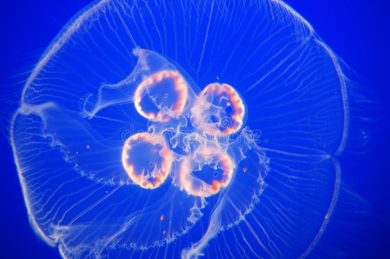 Moon Jellyfish stock photo. Image of sealife, wild, aurelia - 10463634