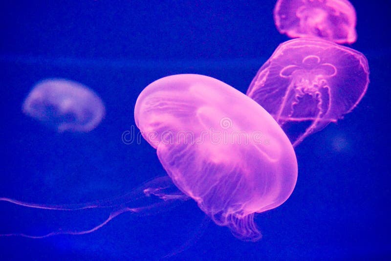 192 String Jellyfish Stock Photos - Free & Royalty-Free Stock Photos ...