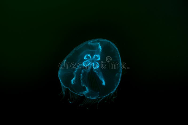Moon Jellyfish Aurelia sp stock photo. Image of invertebrate - 210740642
