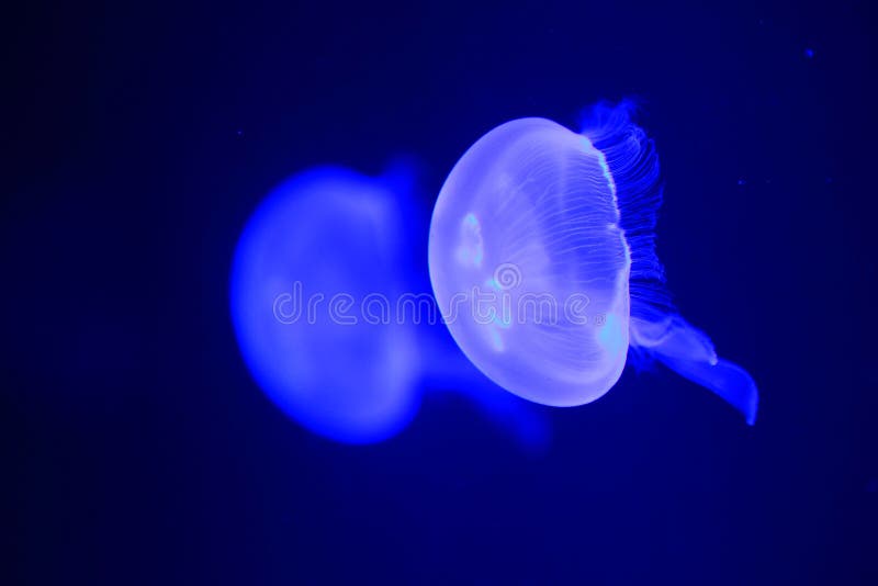 Moon jellyfish stock photo. Image of adult, medusae, water - 42717152