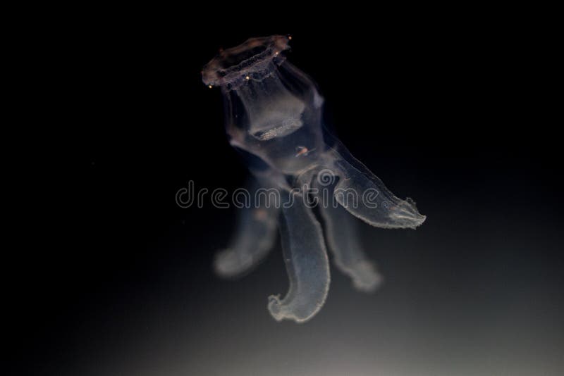 Moon Jellyfish stock photo. Image of nature, wildlife - 95385638