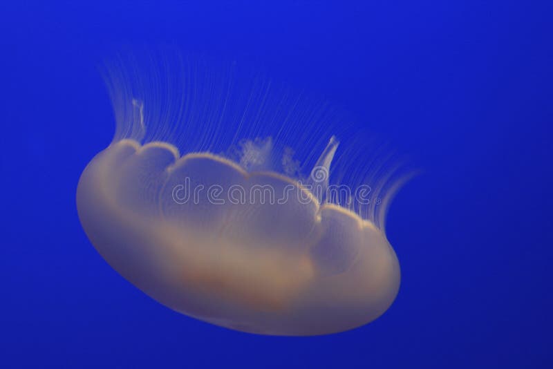 Moon Jellyfish Floating Against Blue Background Stock Photo - Image of ...