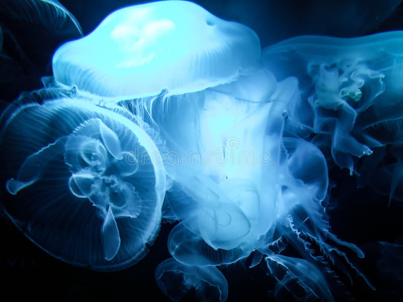Moon Jellies at Vancouver Aquarium, British Columbia Stock Photo ...