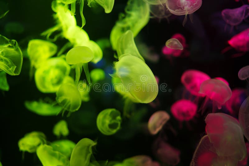 Moon Jellyfish Moving Underwater. Light Reflection in Water Stock Image ...