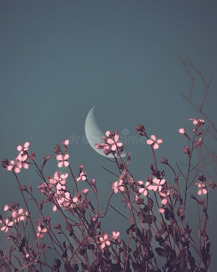 The Moon is Just Visible through the Leaves and Flowers in the Tree ...
