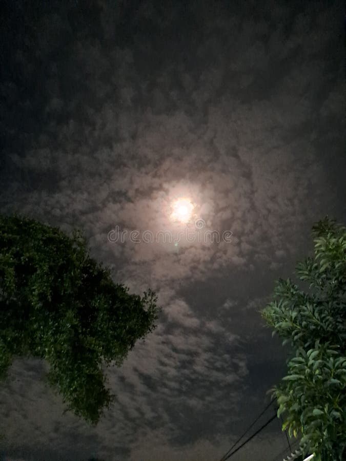 MOON LIGHT in the NIGHT stock image. Image of tree, nature - 265829453