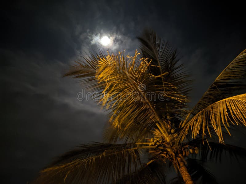 The moon light stock photo. Image of coconut, beautiful - 196005130