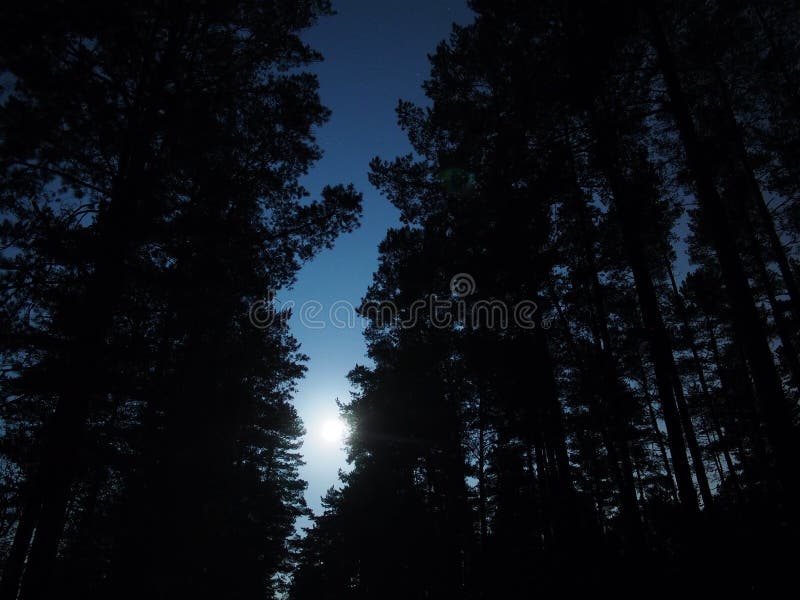 Moon in Blue Sky Over Night Forest Stock Photo - Image of nature ...