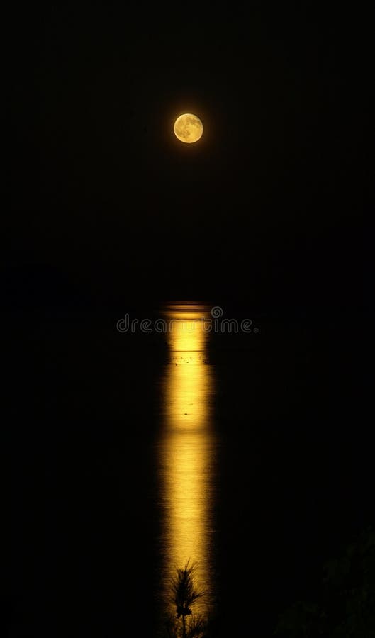 Moon-light Path on Sea with Branch Silhouette Stock Photo - Image of ...