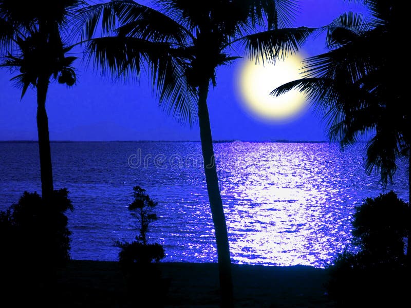 Moon Light Silhouette Coconut Tree in Night Stock Photo - Image of ...