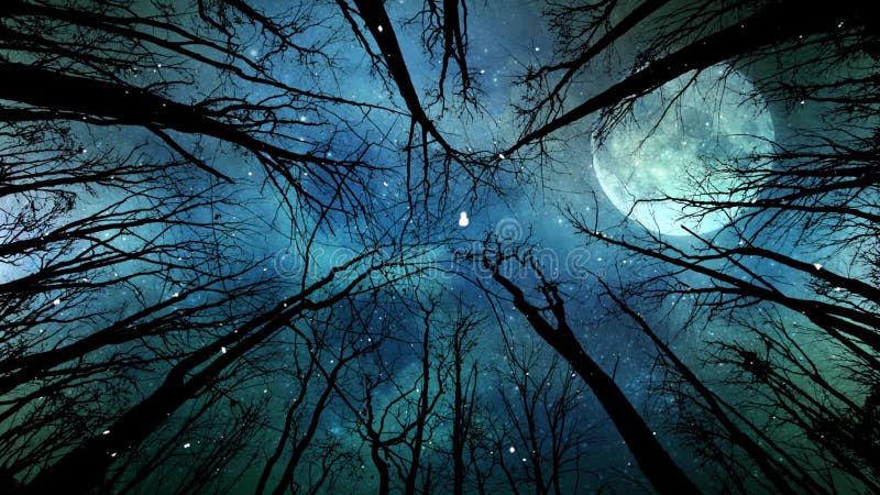 Full Moon Through Trees