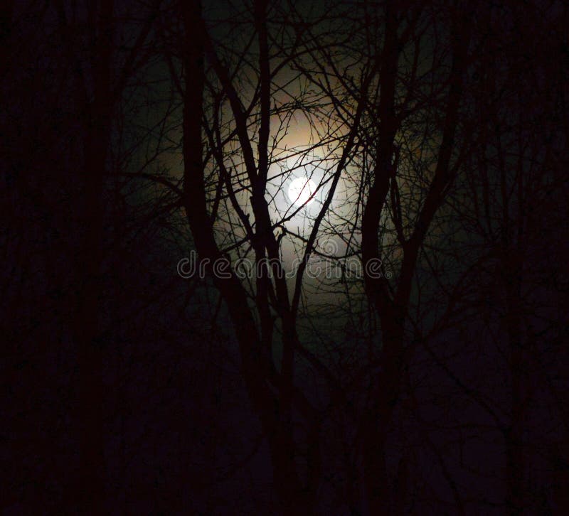 Moon Light through Tree Branches Stock Photo - Image of moon, year ...