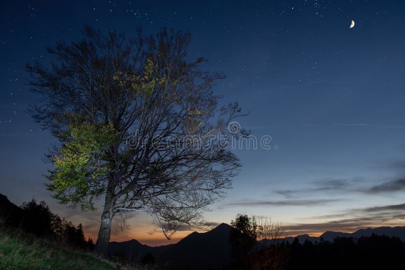 Moon lighting up tree stock photo. Image of nature, lombardia - 262034240