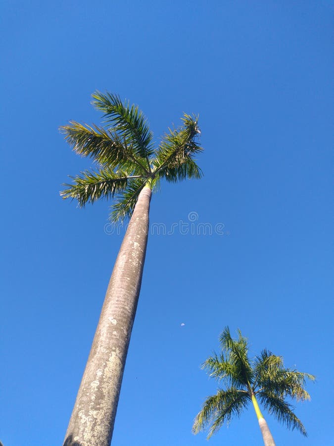 Moon in the Middle of Two Coconut Trees Stock Photo - Image of moon ...