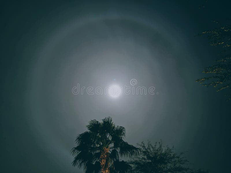 Moondog with palm tree stock photo. Image of outside - 181218076