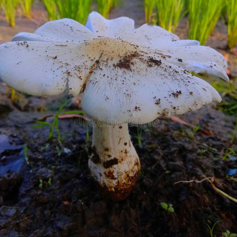 Moon Mushroom with Its Large, Round Petals. Stock Photo - Image of ...