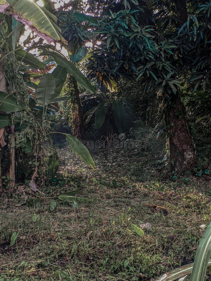 Forest Dew in the morning stock image. Image of nature - 261659331