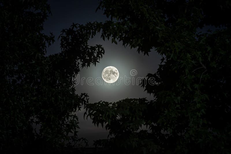 Moon night leaves frame stock image. Image of black - 254848869