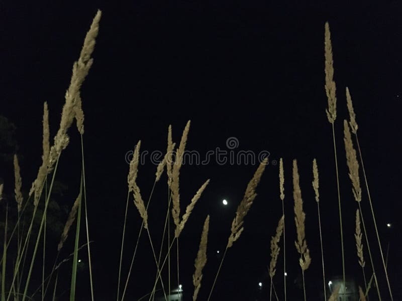 Moon Night stock photo. Image of moon, night, grass - 194155356