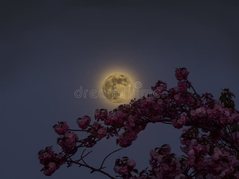 Moon, night, sakura stock image. Image of fresh, blossom - 145329725