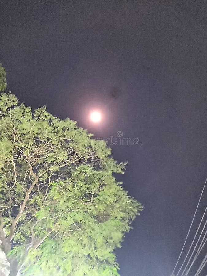Moon Night Tree Dark Shadows Stock Image - Image of shadows, night ...